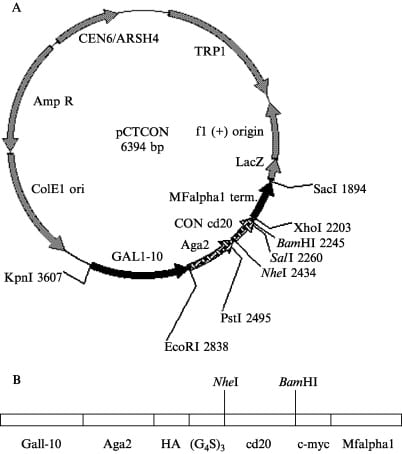Reagents and Protocols – The Wittrup Lab