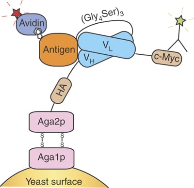 Reagents and Protocols – The Wittrup Lab