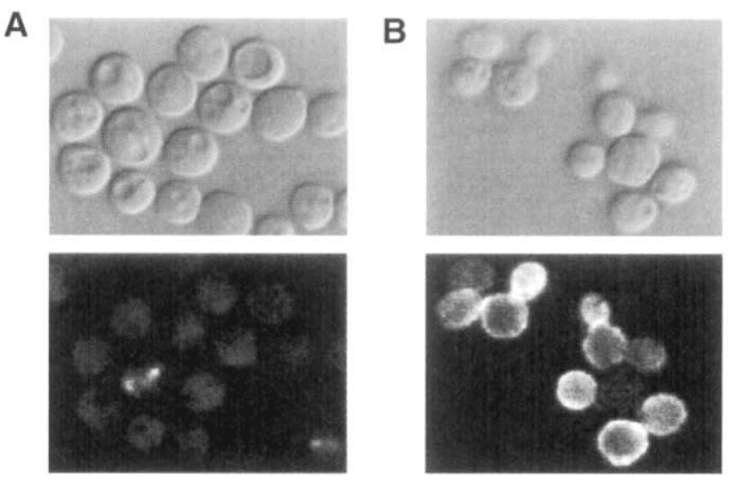 Reagents and Protocols – The Wittrup Lab